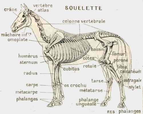 Le Cheval En D tail Le Squelette Le Cheval En D tail Le Squelette