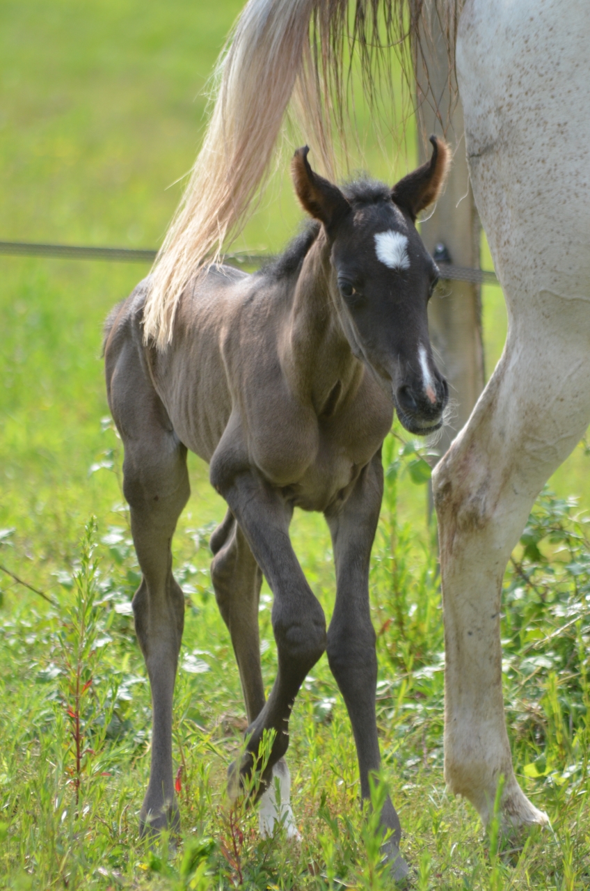Signe d'un poulain futur gris - 2 - Forum Cheval