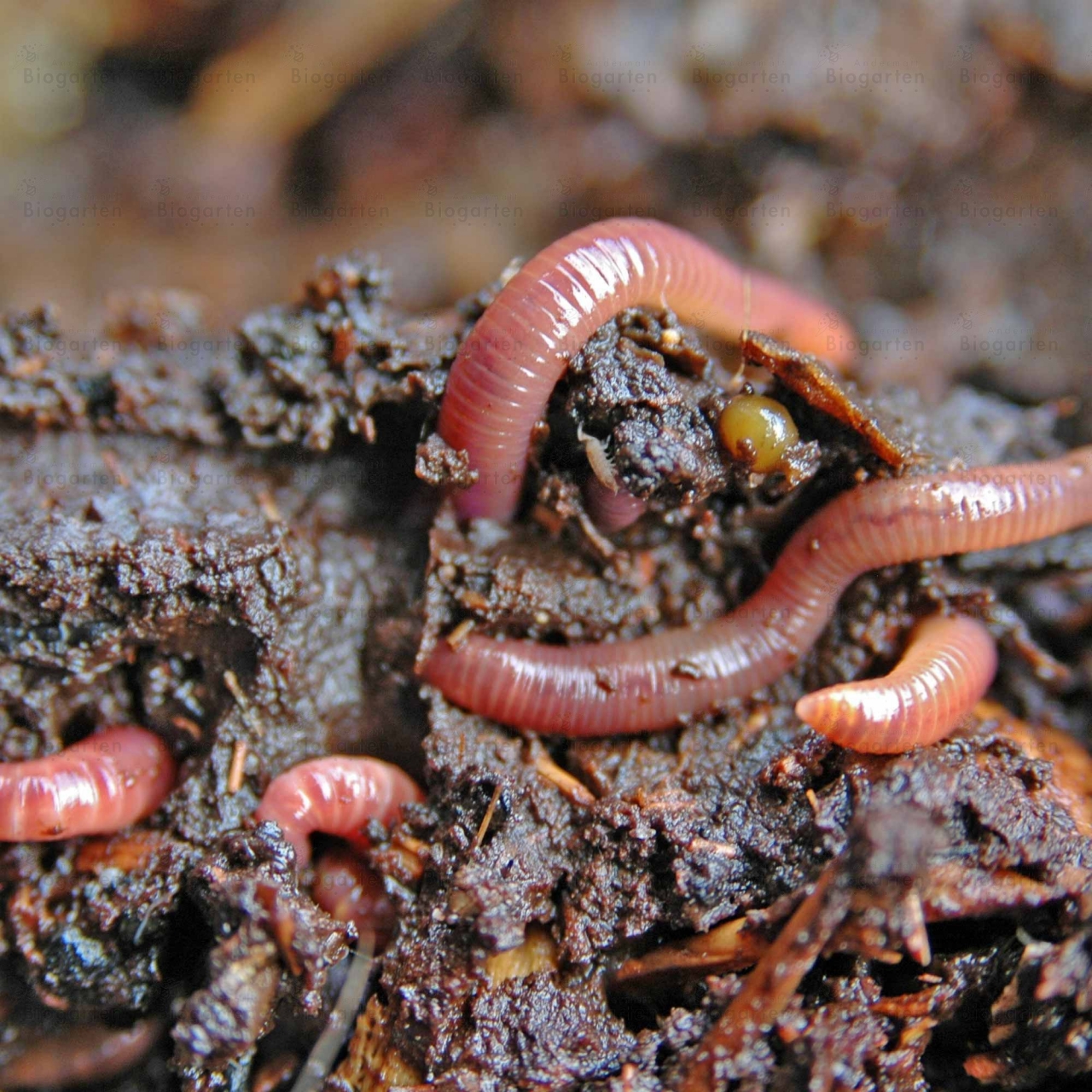 Petits vers rouge dans les crottins - 1 - Forum Cheval