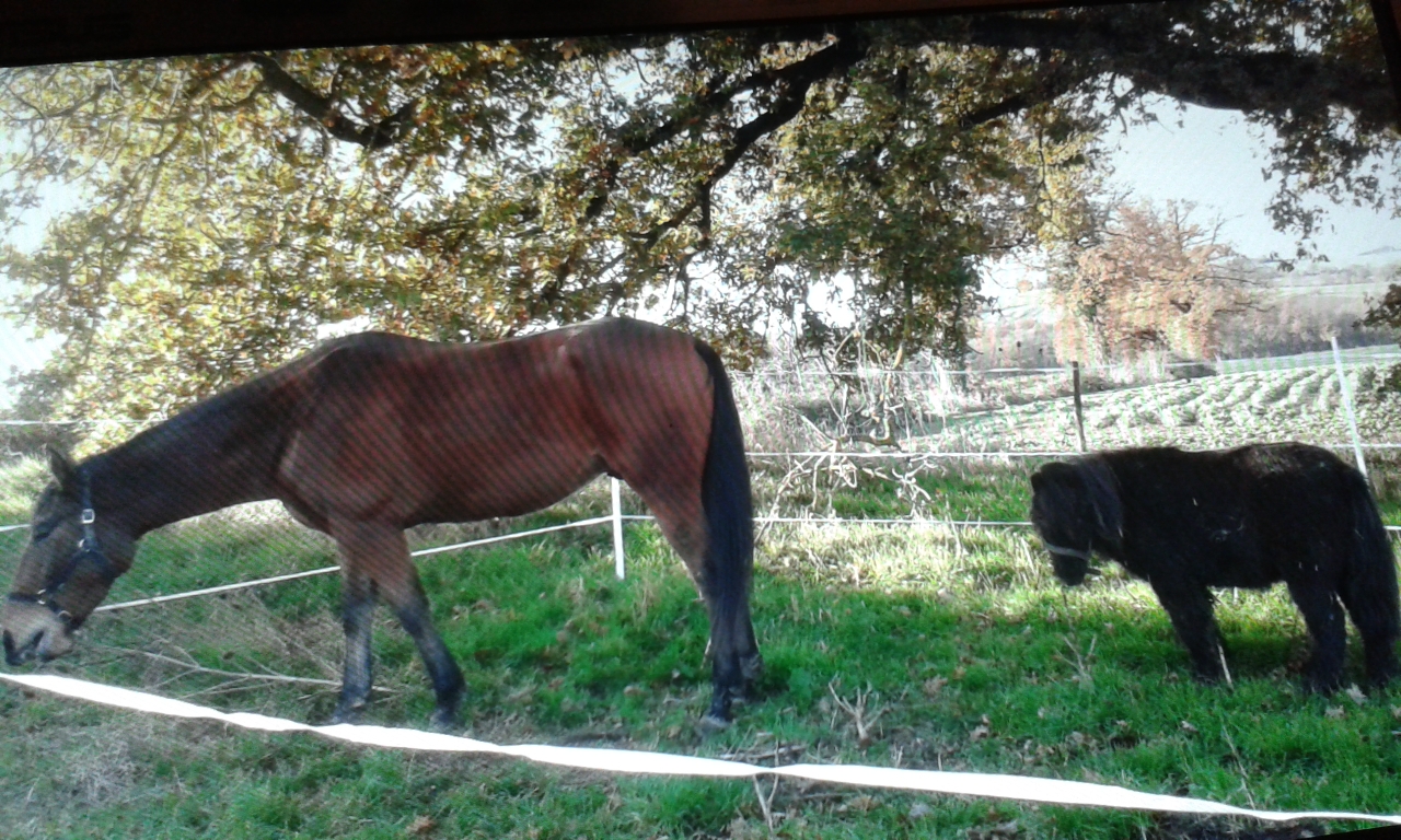 Os saillants anguleux manque d'état ou morpho - 1 - Forum Cheval