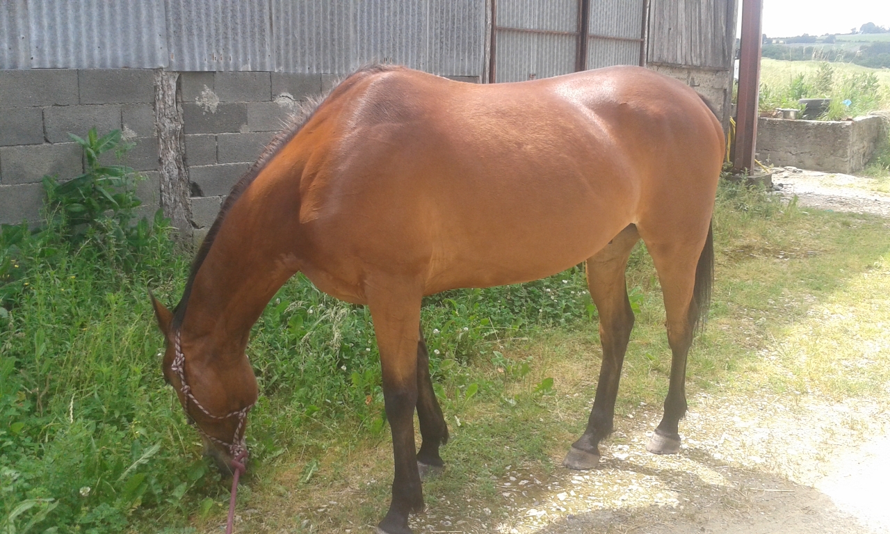 Os saillants anguleux manque d'état ou morpho - 1 - Forum Cheval