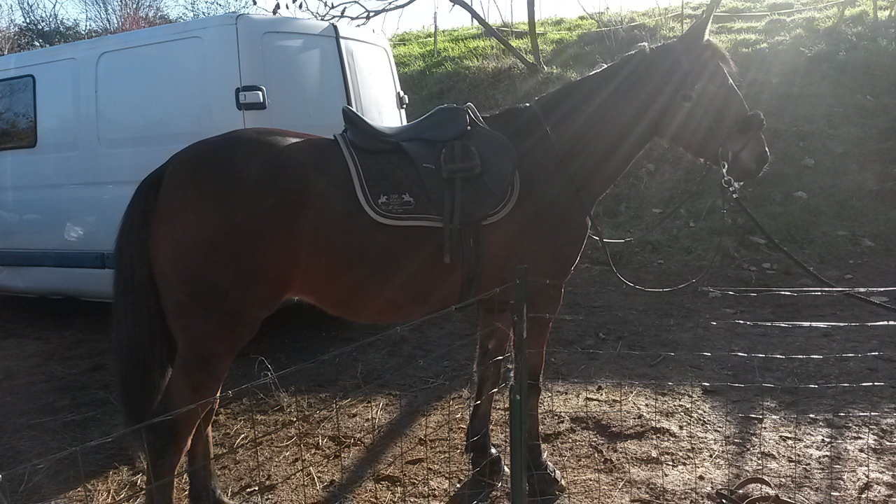 Os saillants anguleux manque d'état ou morpho - 1 - Forum Cheval