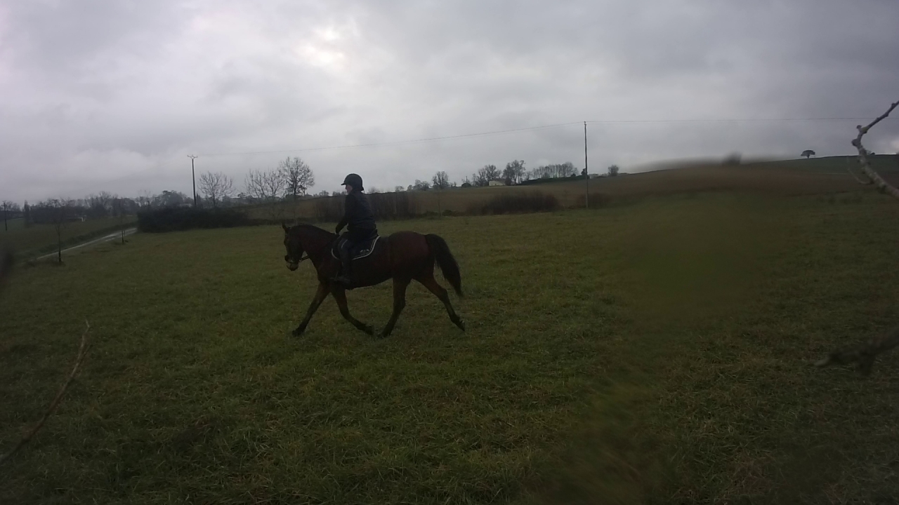 Os saillants anguleux manque d'état ou morpho - 1 - Forum Cheval