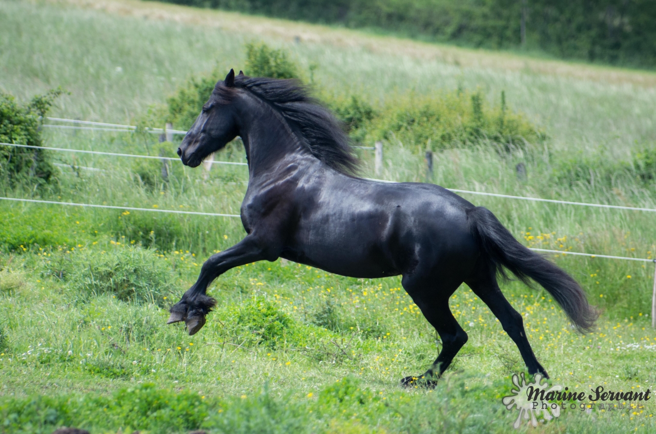 La communauté 1cheval.com