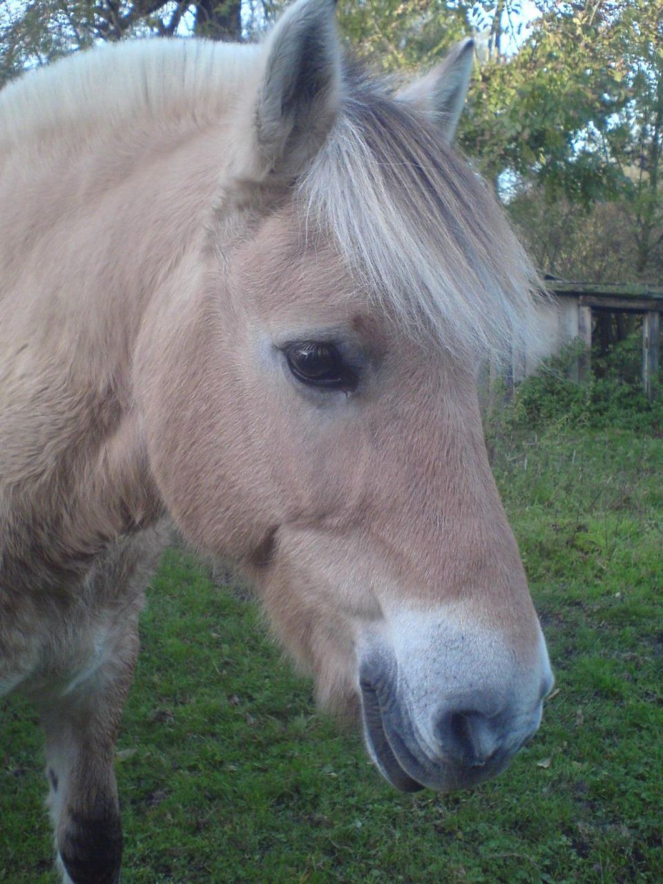 Crinière fjords - 1 - Forum Cheval