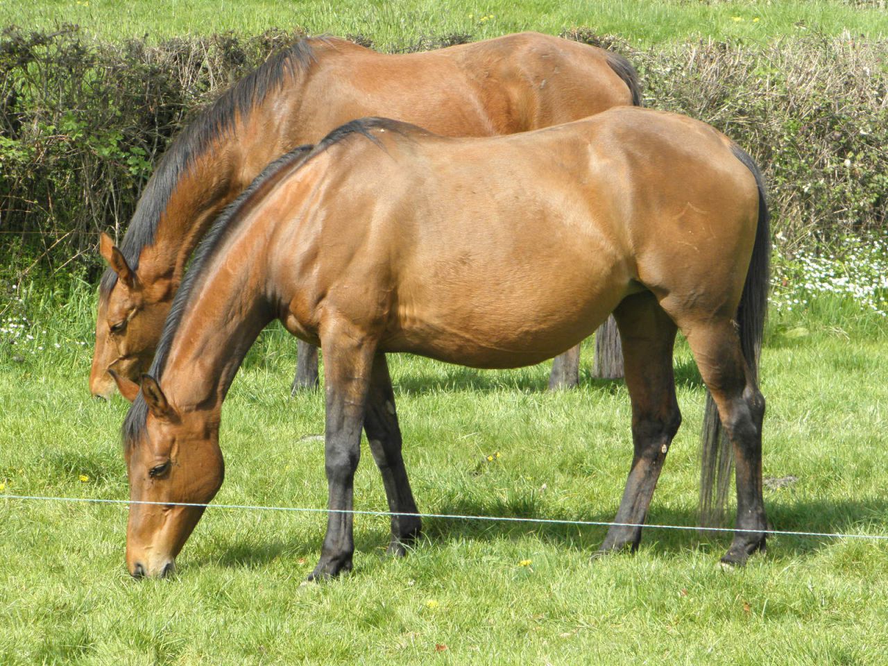 La communaut? 1cheval.com