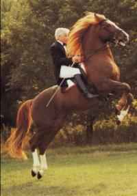 Morgan élévage et utilisation