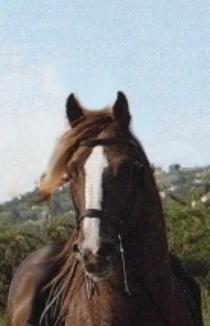 Morgan élévage et utilisation